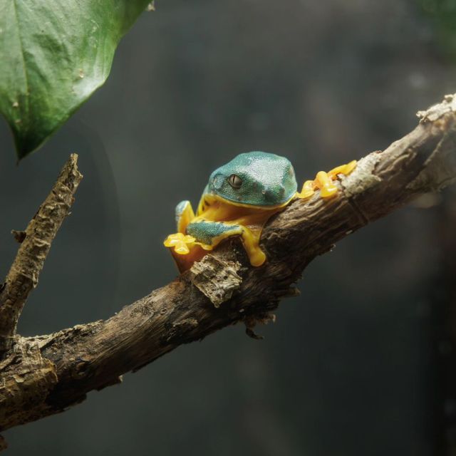 Rustic Hotel in El Valle De Anton, Panama | Golden Frog Inn